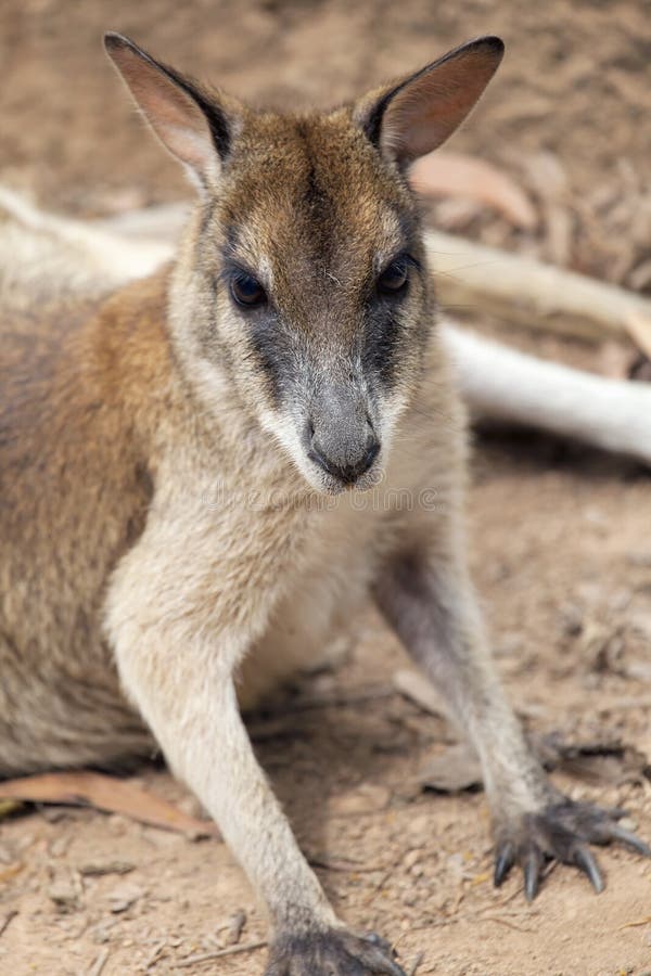 Kangaroo Closeup Portrait stock photo. Image of hind - 38729416