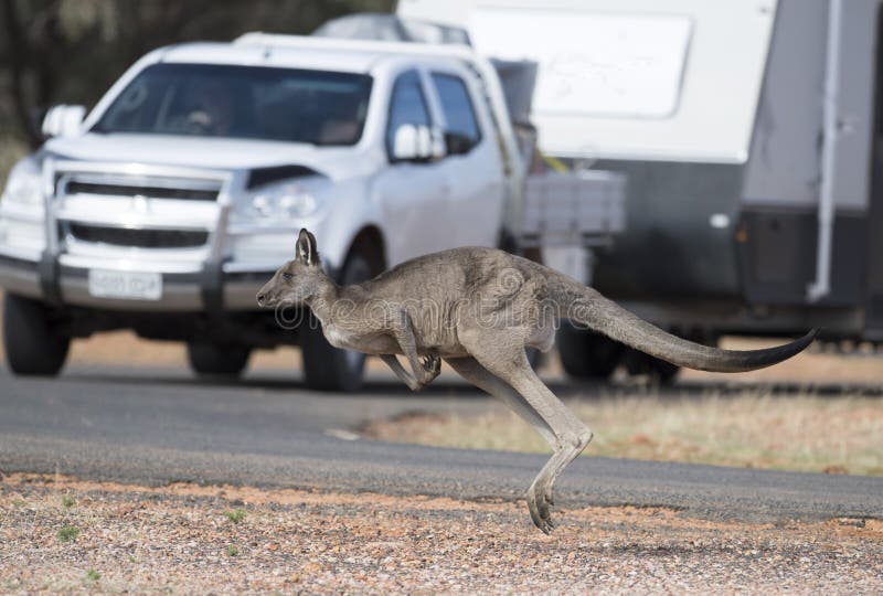 Kangaroo crossing road stock image. Image of australia - 78091067