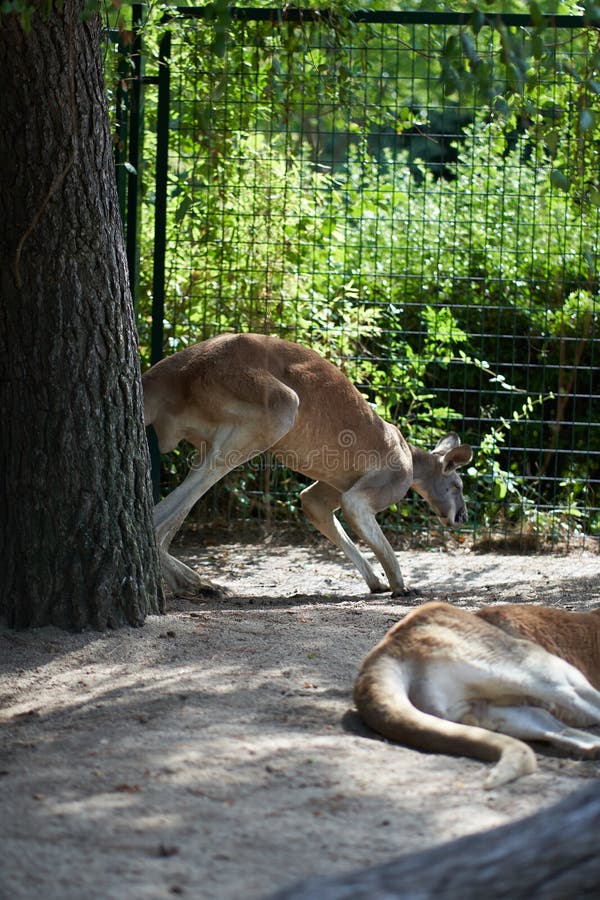 Kangaroo Crouching in Nature Reserve Stock Image - Image of fauna ...