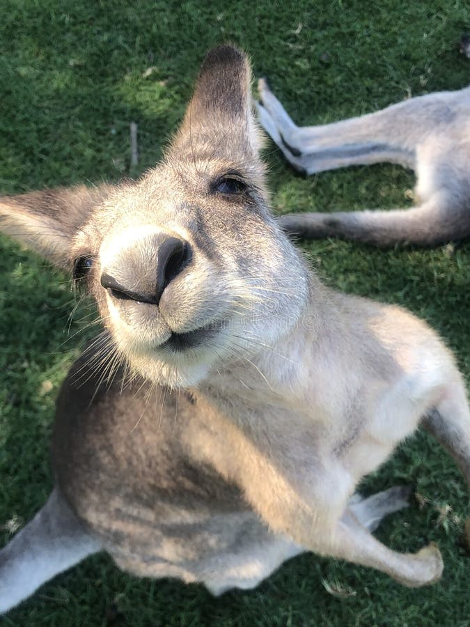 KANGAROO CUTE FACE stock photo. Image of hang, kangaroo - 135467128