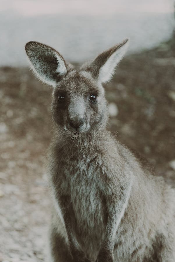 Kangaroo stock image. Image of bear, goats, bovine, cute - 337435655