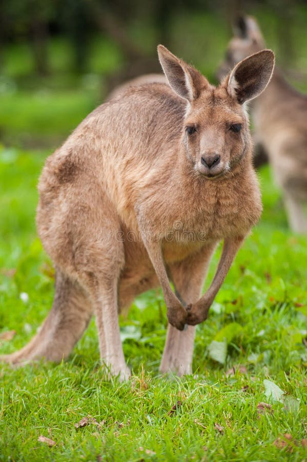 178 Kangaroo Arms Stock Photos - Free & Royalty-Free Stock Photos from ...