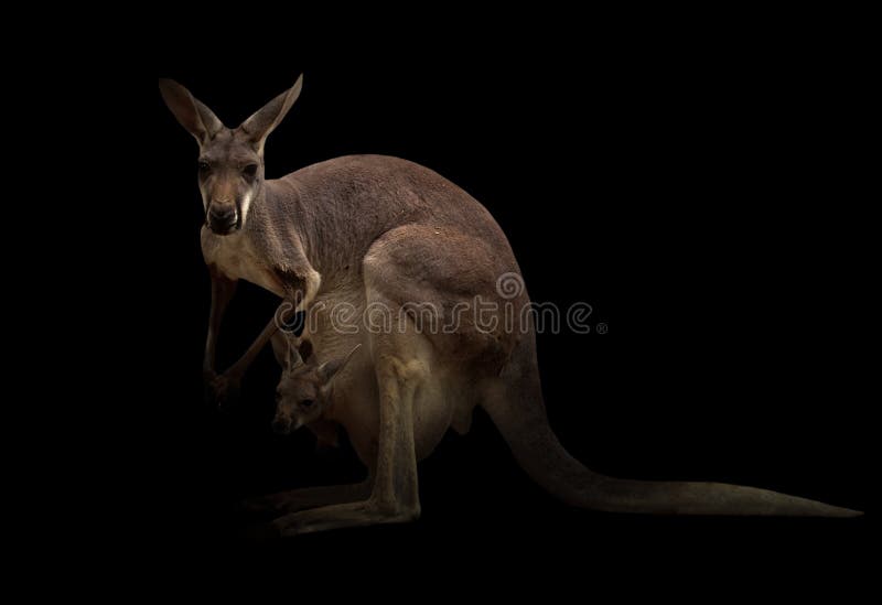 Kangaroo in the dark stock photo. Image of fauna, standing - 76082284