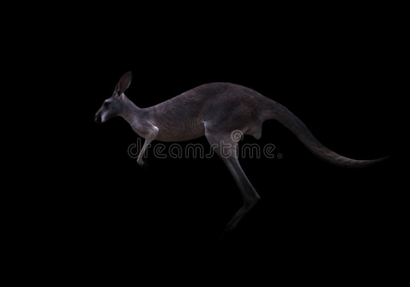 Kangaroo in the dark stock image. Image of dawn, mammal - 76082297