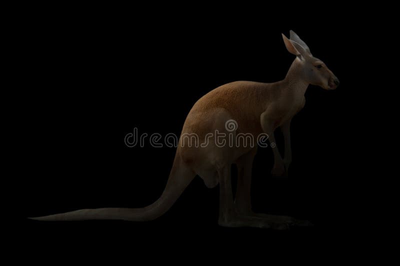 Kangaroo in the dark stock photo. Image of baby, spotlight - 76082272