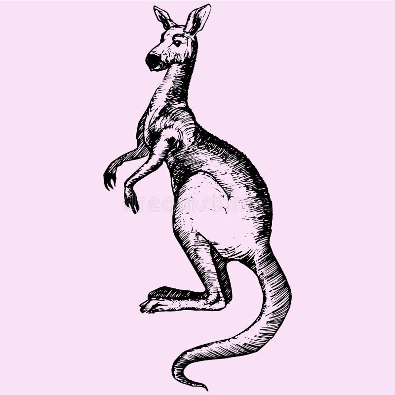 Kangaroo stock vector. Illustration of outback, australian - 83952049