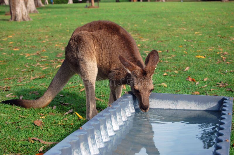 Kangaroo drinking water stock image. Image of lone, brisbane - 26291703