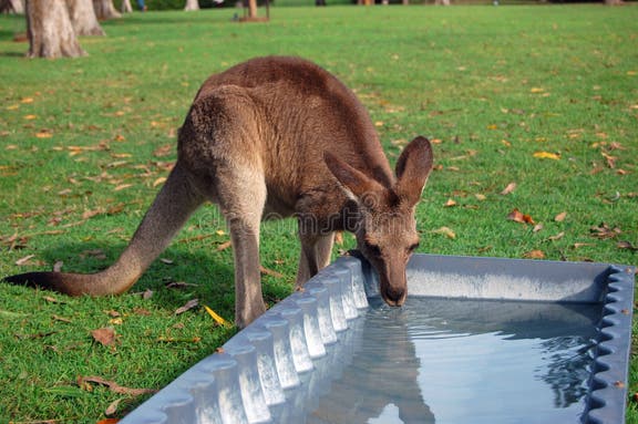 Kangaroo drinking water stock image. Image of lone, brisbane - 26291703