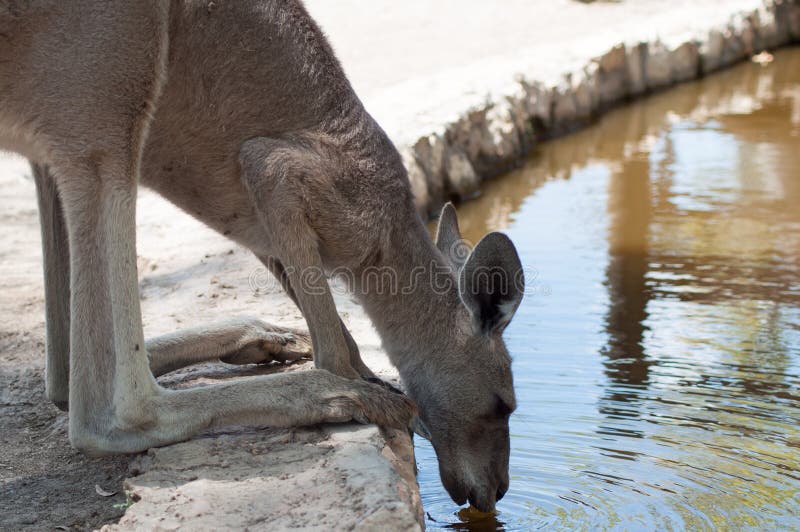Kangaroo Drinks Water at the Zoo Stock Image - Image of movement ...