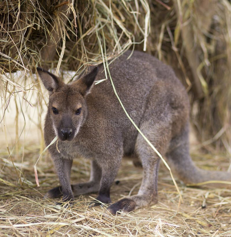 705 Kangaroo Eat Stock Photos - Free & Royalty-Free Stock Photos from ...