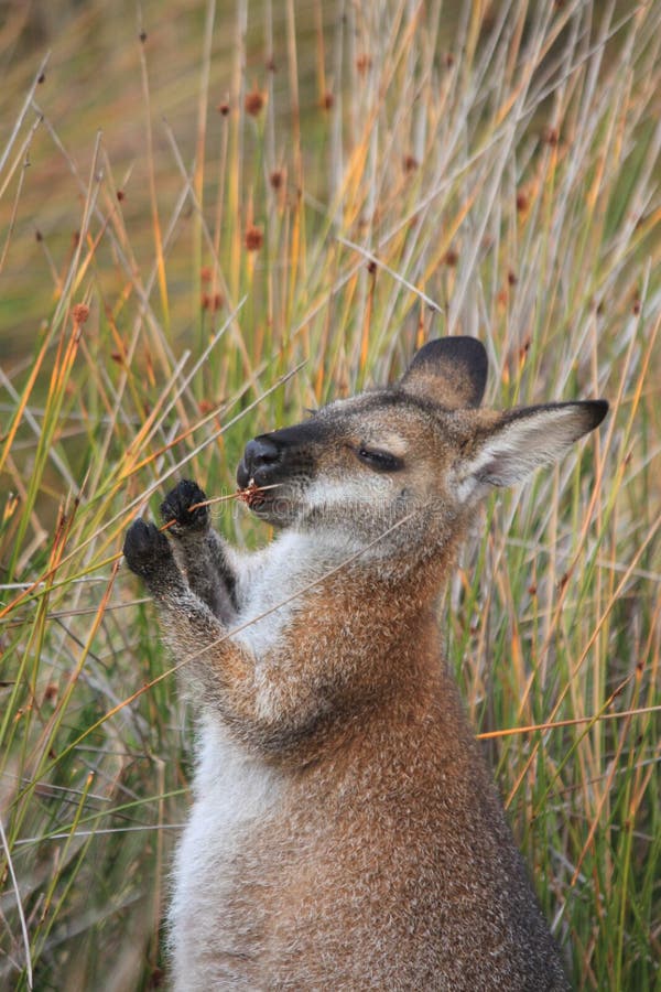 Kangaroo Eating stock photo. Image of beautiful, eating - 15013304
