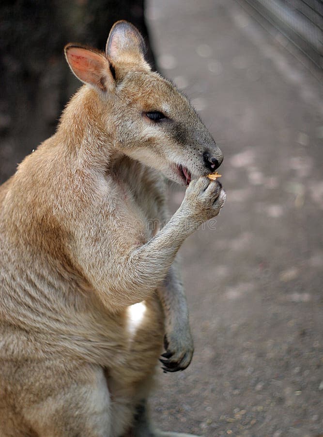Kangaroo Eating stock photo. Image of kangaroo, pouch - 9147544