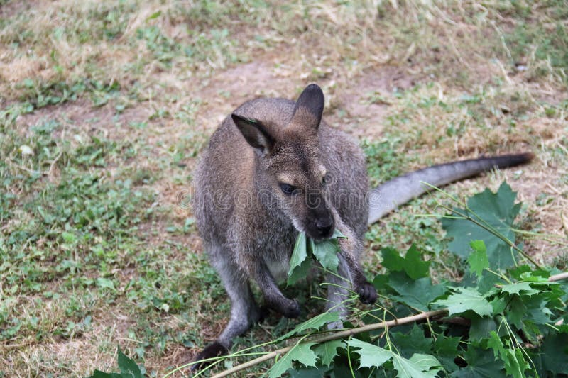 One Kangaroo in German Zoo Eating Fresh Maple Leaves Stock Photo ...