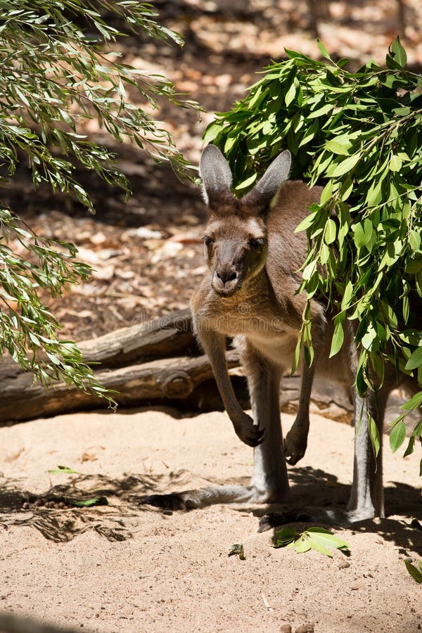 1,233 Happy Kangaroo Photos - Free & Royalty-Free Stock Photos from ...
