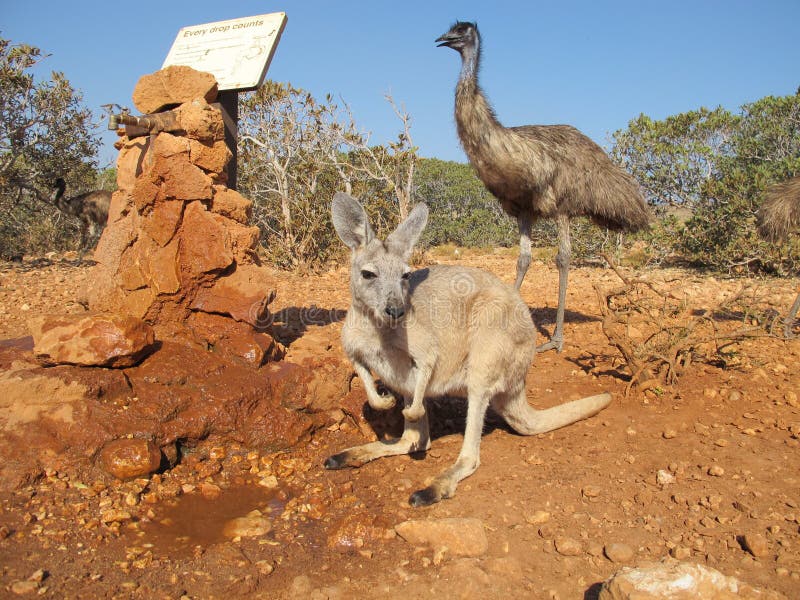 Kangaroo and Emus, Australia Stock Image - Image of kangaroo, head ...