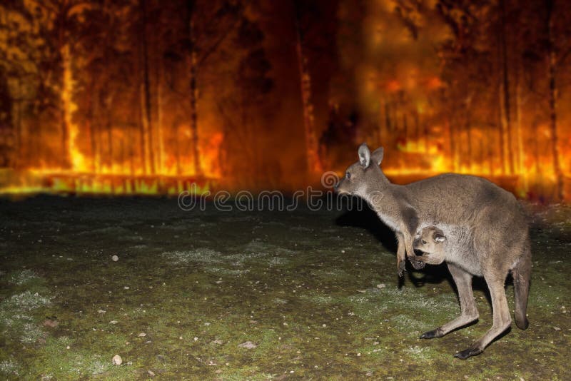 153 Escaping Forest Fire Stock Photos - Free & Royalty-Free Stock ...