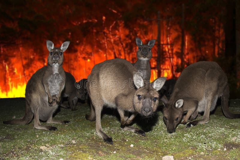 Kangaroo Escaping from Australia Bush Fire Stock Photo - Image of cute ...