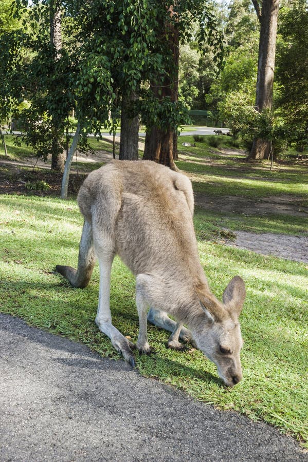 Kangaroo exploring a park stock photo. Image of ground - 57803570