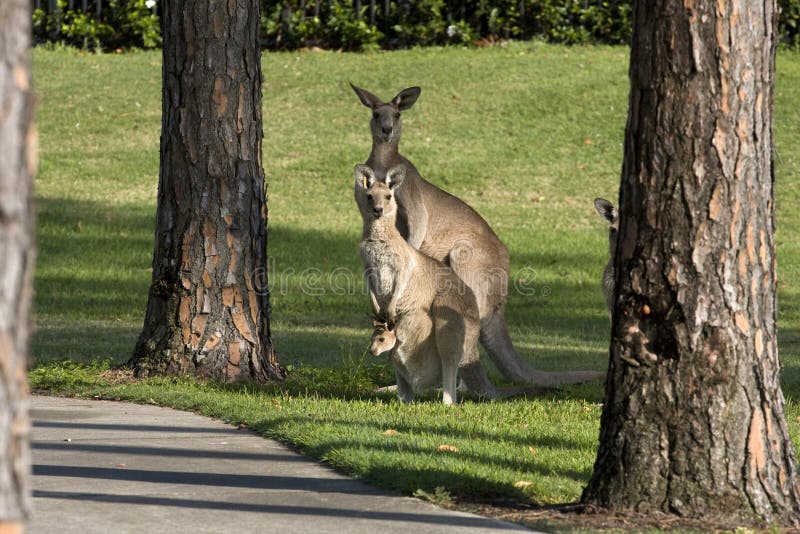 Kangaroo family stock image. Image of australia, joey - 21805145