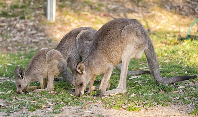 Kangaroo family stock image. Image of australia, joey - 21805145