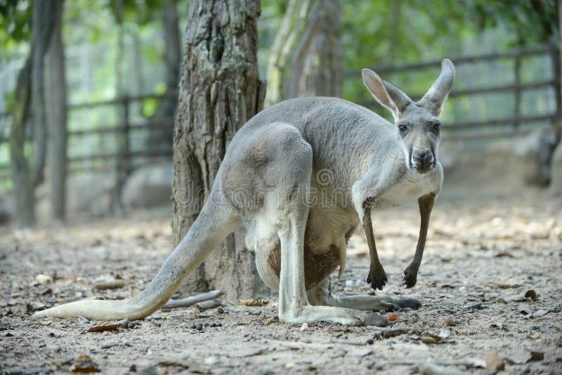 Kangaroo stock image. Image of family, grey, aussie - 138171425