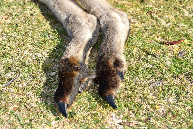 Kangaroo Feet stock photo. Image of brown, background - 95188550