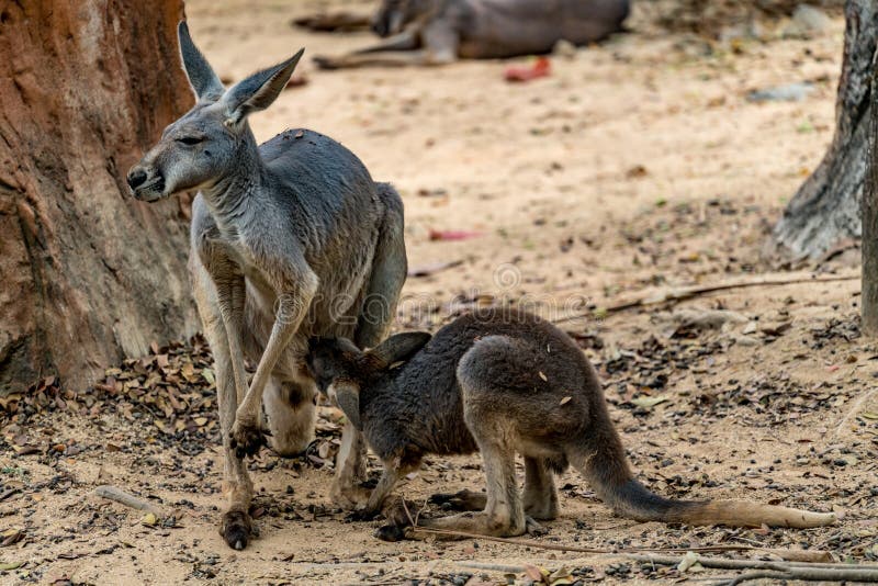 Kangaroo stock photo. Image of feed, australian, wild - 109458056