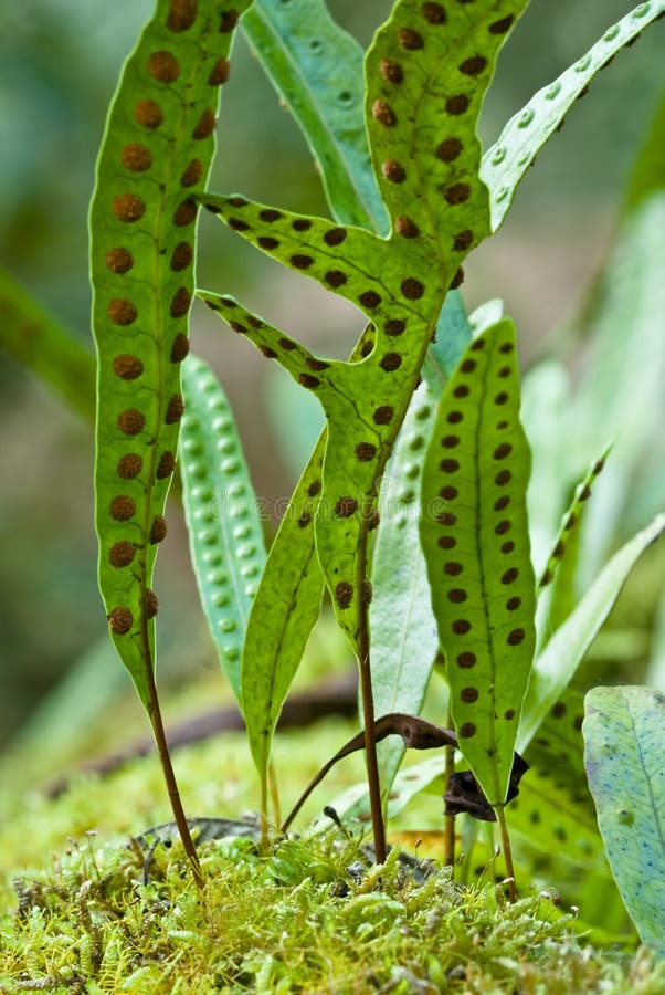 Kangaroo Fern, Microsorum Diversifolium Stock Image - Image of fern ...