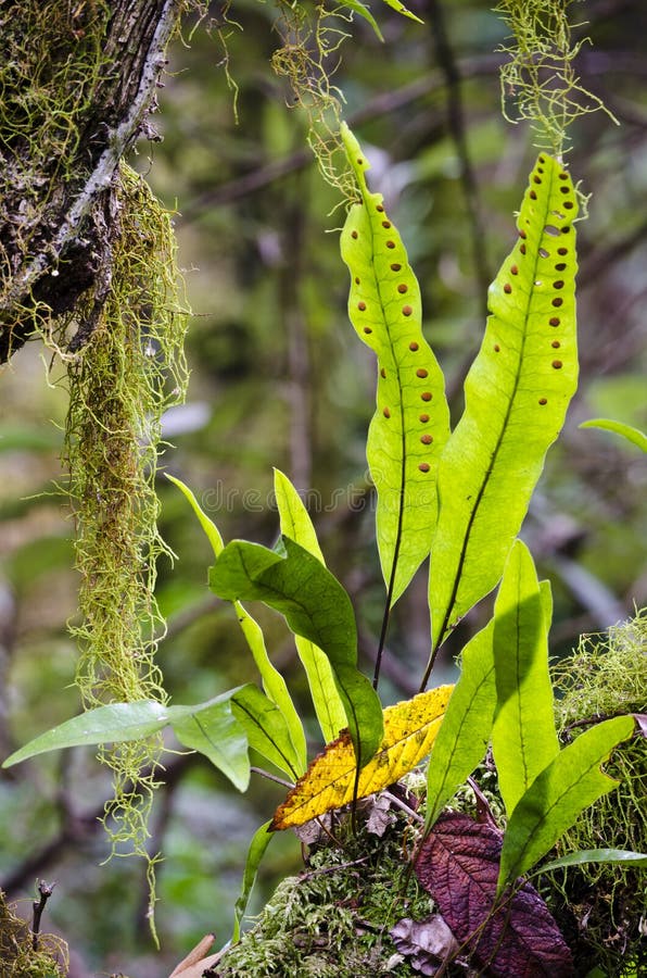 Kangaroo Fern, Microsorum Diversifolium Stock Photo - Image of ...