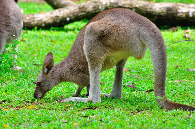 Kangaroo Bending Stock Photos - Free & Royalty-Free Stock Photos from ...