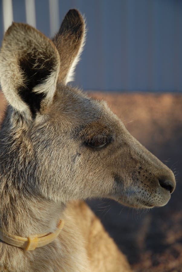Profile kangaroo stock photo. Image of green, nature - 24704762