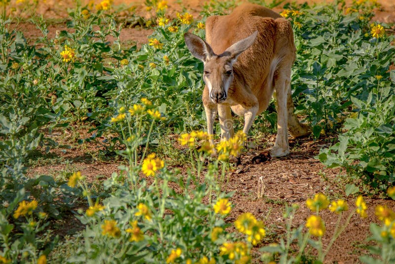 Flowers,Kangaroo Paw,Australia Stock Image - Image of green, flora ...