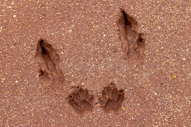 Kangaroo Foot and Paw Prints Stock Image - Image of footprints, soil ...