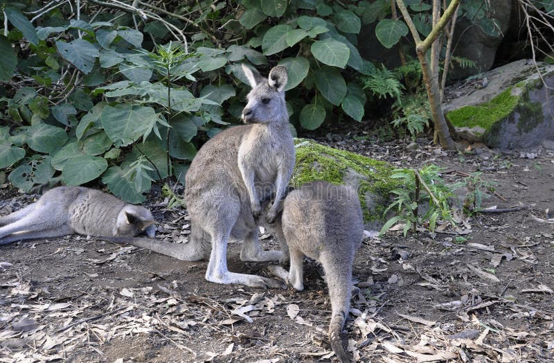 Kangaroo in the forest stock photo. Image of sitting - 69861562