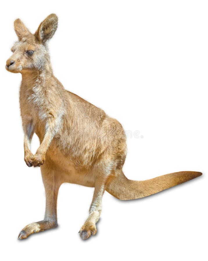 Kangaroo stock photo. Image of species, mammal, victoria - 52197628