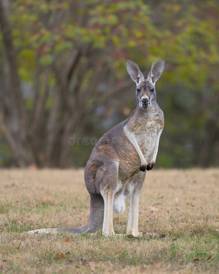 Kangaroo Full Body Portrait Stock Photo - Image of ears, front: 347533670