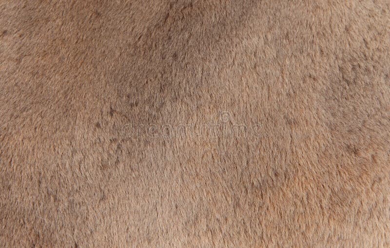 Kangaroo Fur Background Texture Stock Image - Image of texture, pattern ...