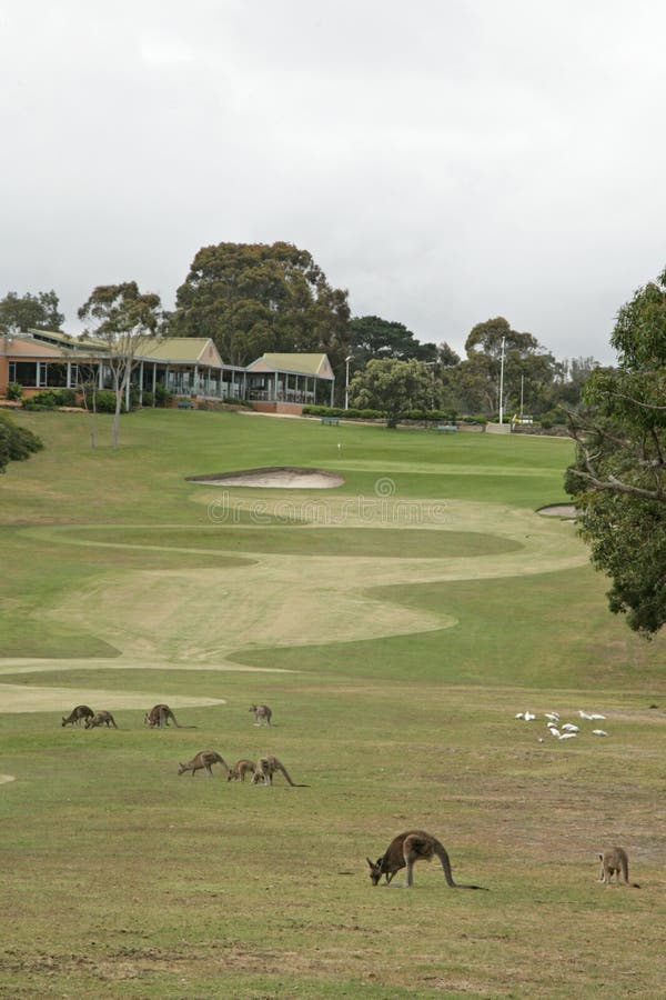 Kangaroo Golf stock image. Image of bounce, austrailia - 4117807