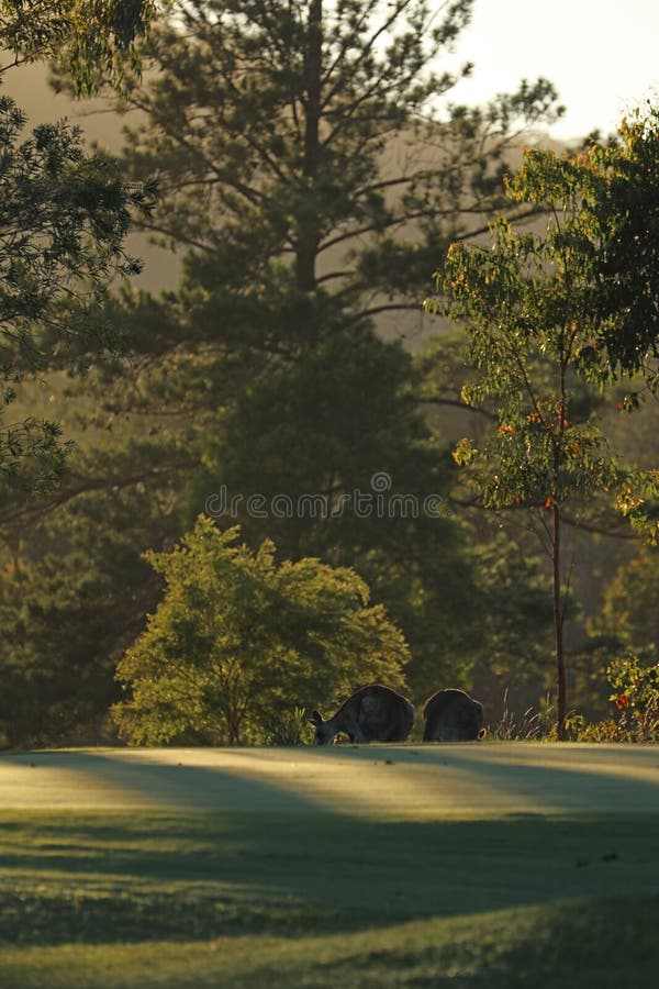Kangaroo on a Golf Course in Australia Stock Photo - Image of graze ...