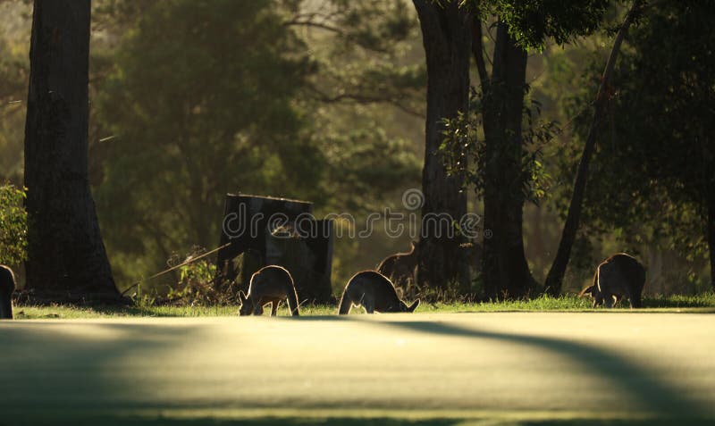 Kangaroo on a Golf Course in Australia Stock Photo - Image of giant ...