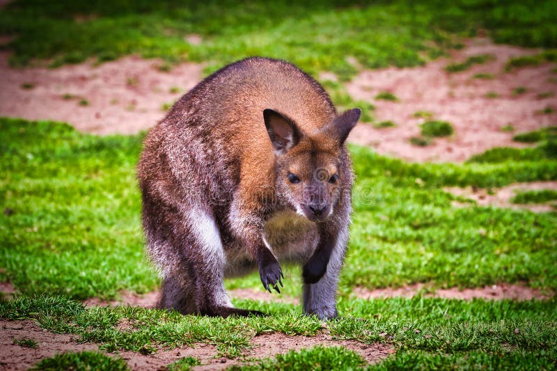 Kangaroo on Grassy Ground stock photo. Image of portrait - 321203424