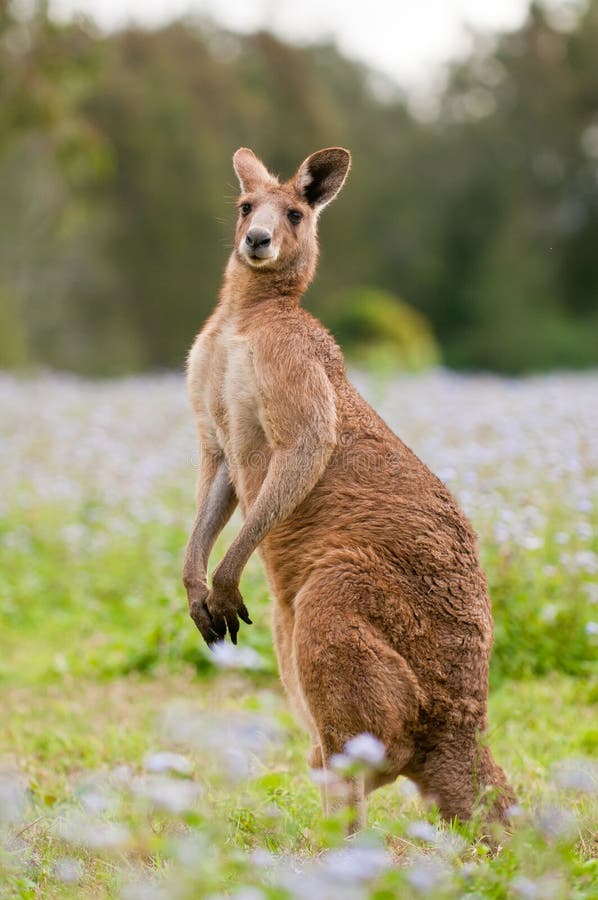 Kangaroo with Tongue Sticking Out Stock Photo - Image of aussie, tail ...