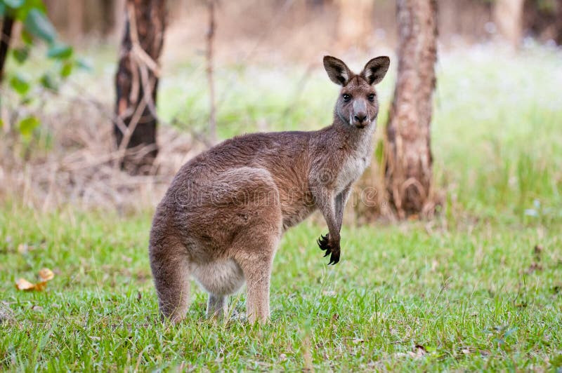 Female red kangaroo stock image. Image of baby, kangaroos - 9192879