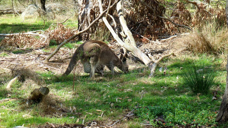 A Kangaroo is Grazing Quietly in a Forest during a Summer Afternoon ...