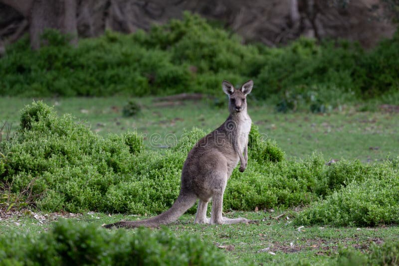 Kangaroo in Green Bush Land Stock Image - Image of wales, animal: 175391247