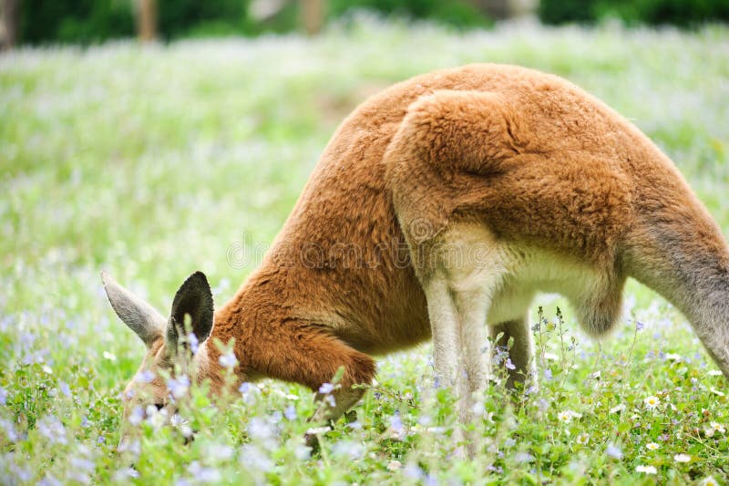 Kangaroo stock photo. Image of morning, close, mammal - 157073722
