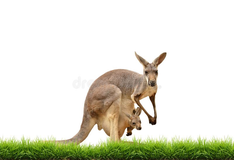 Kangaroo with Green Grass Isolated Stock Image - Image of nature, baby ...