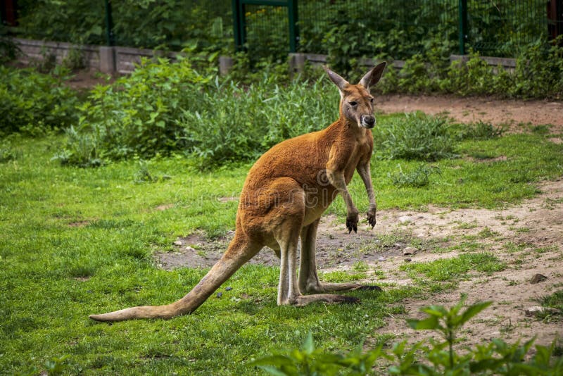 Kangaroo on the Green Grass Stock Photo - Image of mammal, happy: 187784828