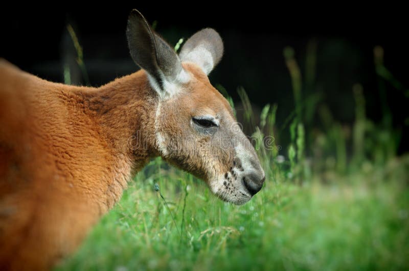 Kangaroo on green grass stock photo. Image of australian - 6848346