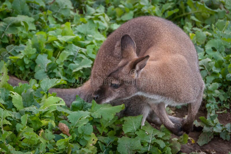 Kangaroo among Green Leaves Stock Image - Image of animals, mammal ...